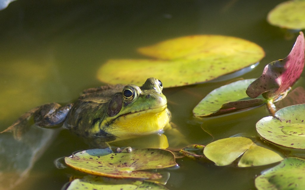 As I see it: Jumping into the pond – The Echo