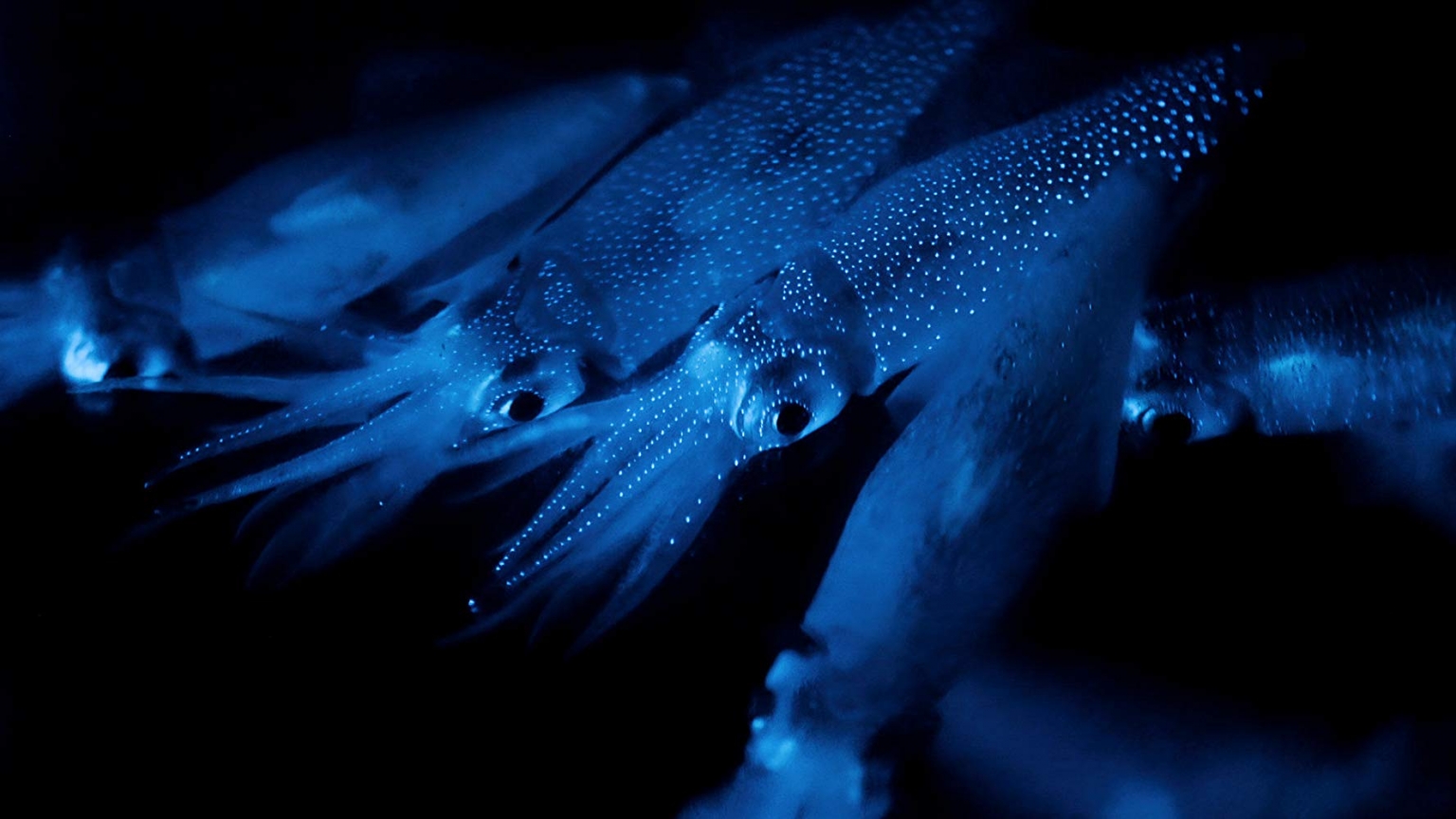 “Night on Earth”: Netflix’s Newest Documentary Brings Nightlife to LIfe ...